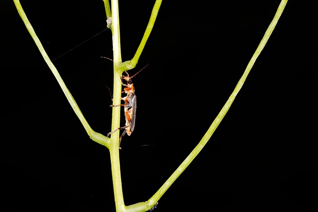 Insecte La Nature Feuille - Photo gratuite sur Pixabay - Pixabay