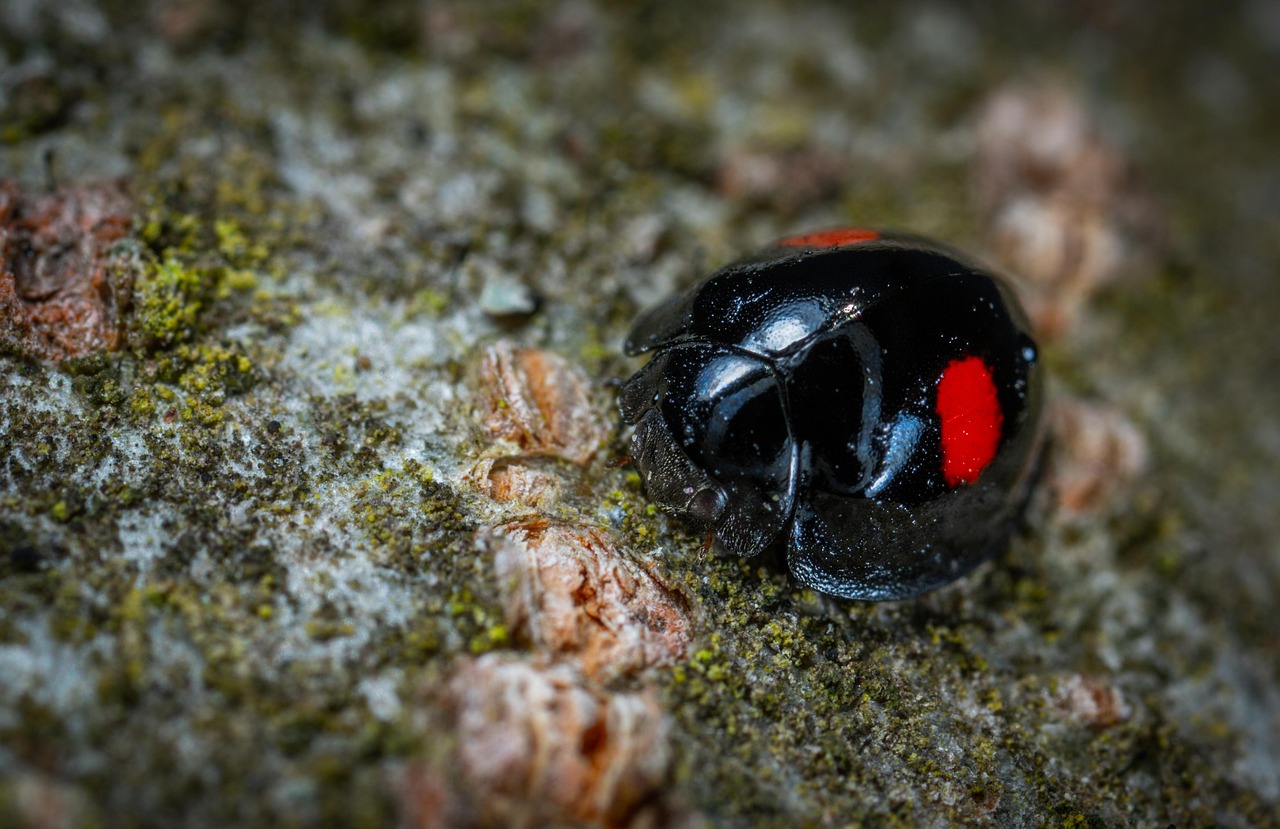 Naturaleza Invertebrado Al Aire - Foto gratis en Pixabay - Pixabay