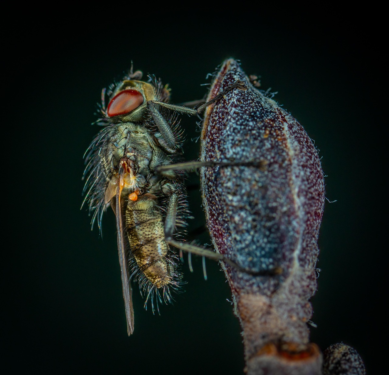 Invertebrate Insect Nature - Free photo on Pixabay - Pixabay