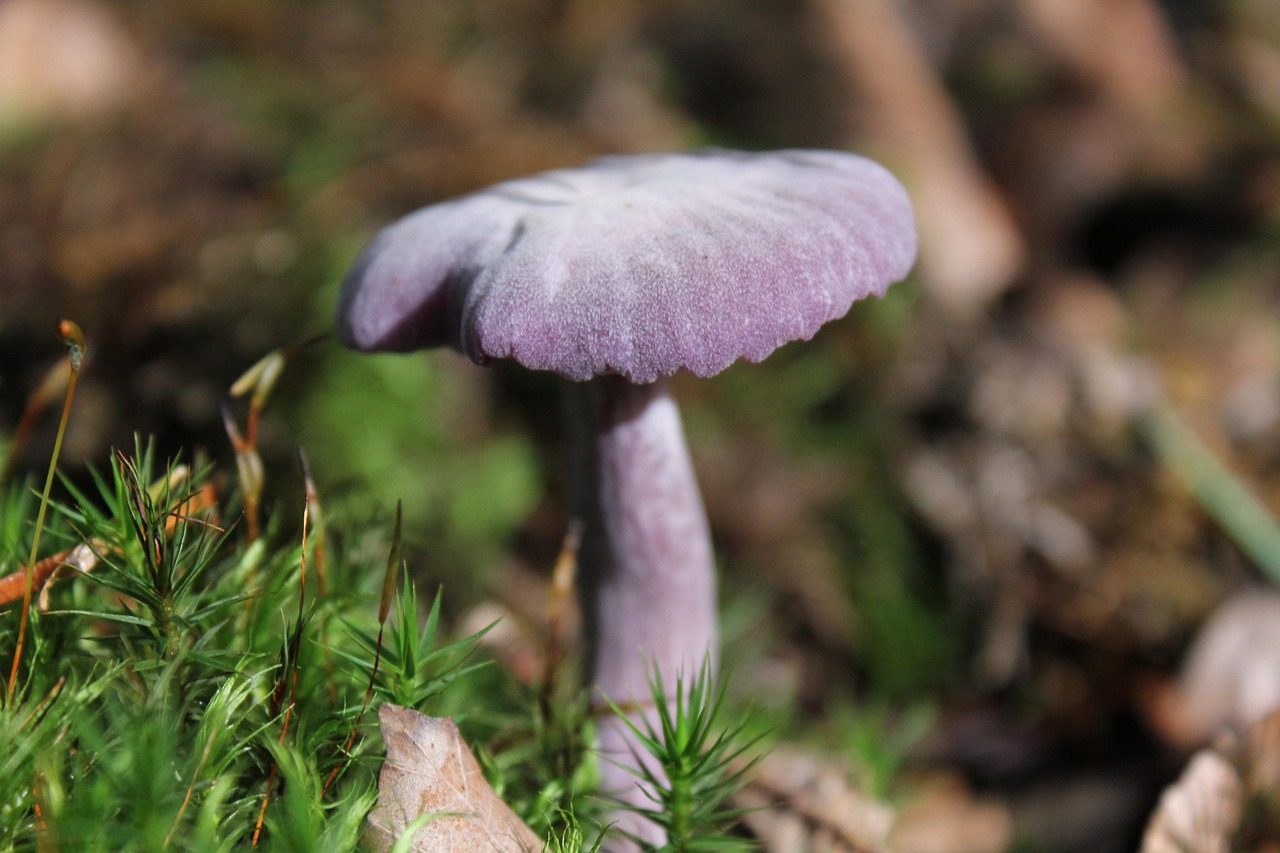 Fungus Nature Mushroom - Free photo on Pixabay