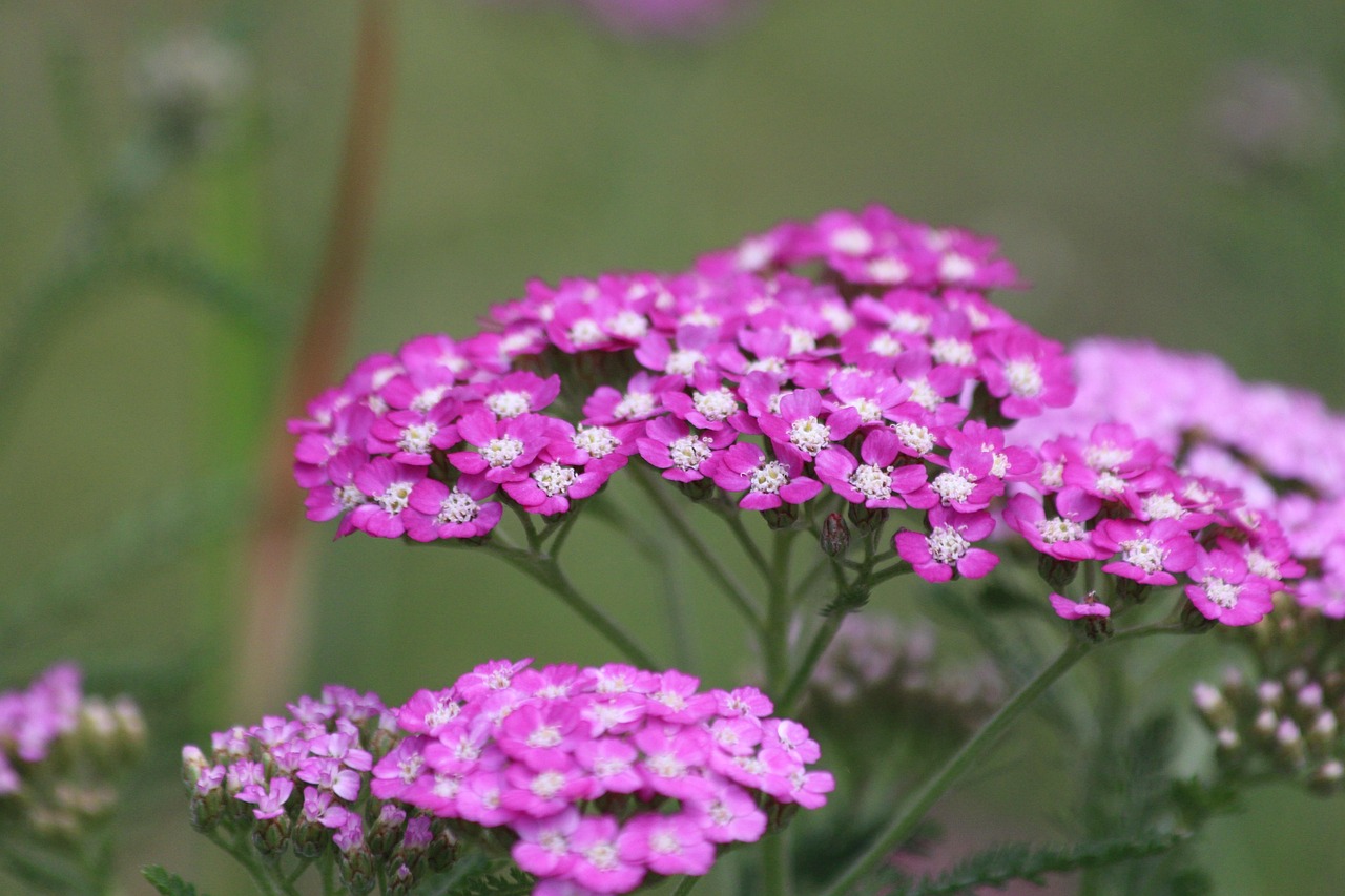 Mil-Folhas Achillea Natureza - Foto gratuita no Pixabay