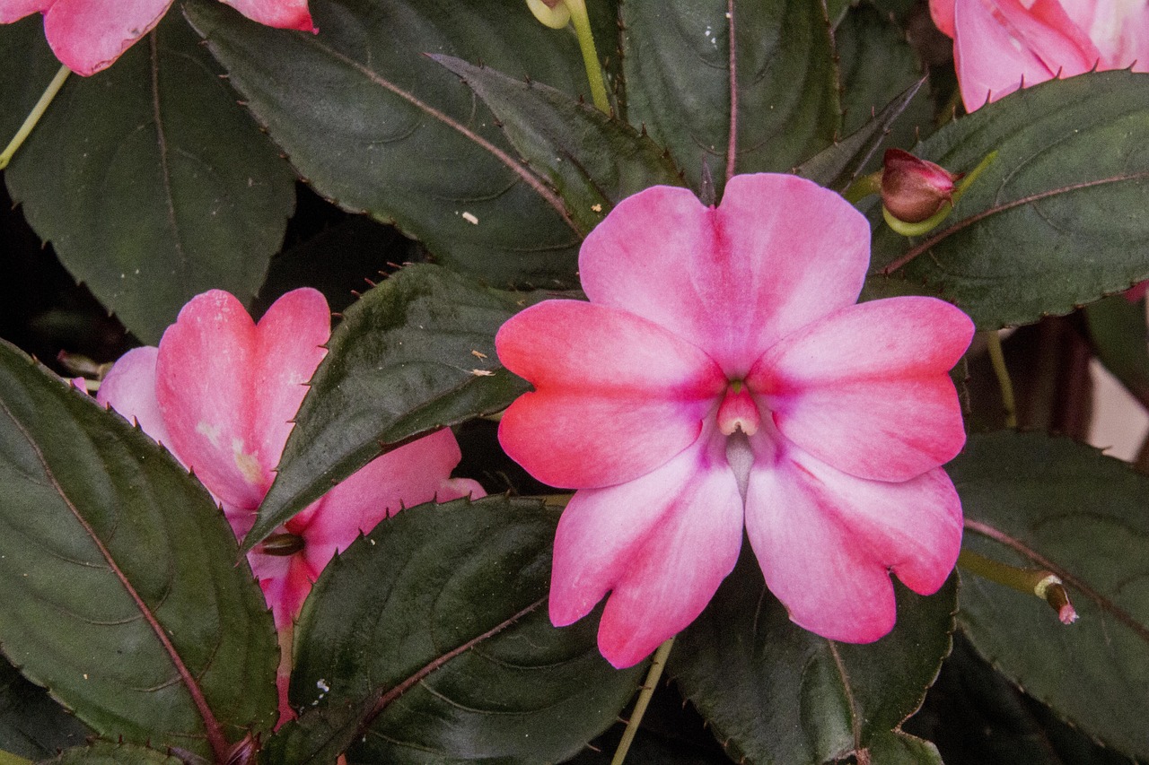 Mary-Without-A-Shame Pink Flower - Free photo on Pixabay - Pixabay