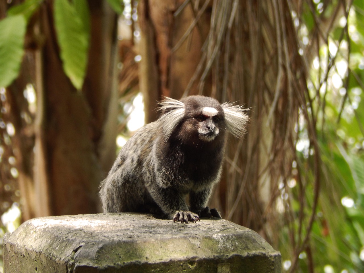 Vida Selvagem Natureza Macaco - Foto gratuita no Pixabay - Pixabay