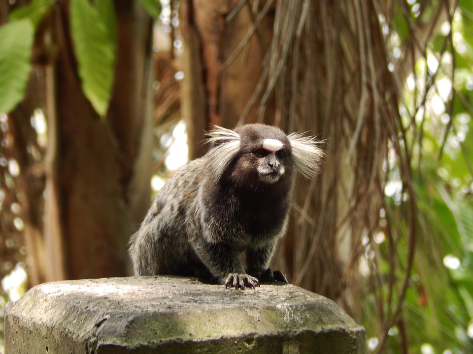Wildlife Nature Monkey - Free photo on Pixabay - Pixabay
