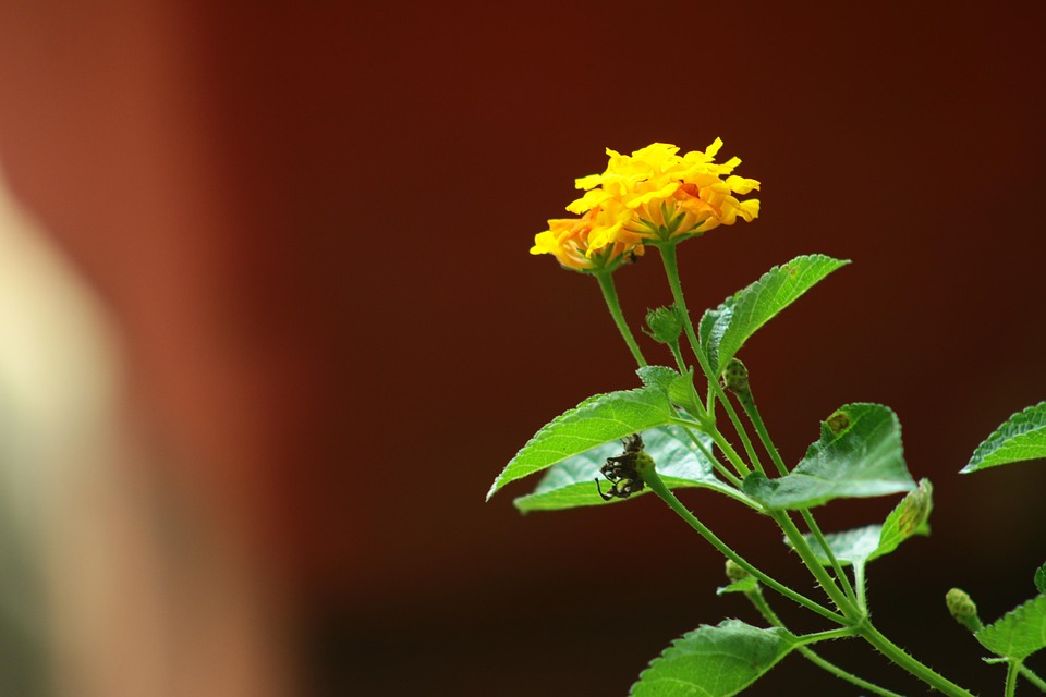 Nature Flore Feuille - Photo gratuite sur Pixabay - Pixabay