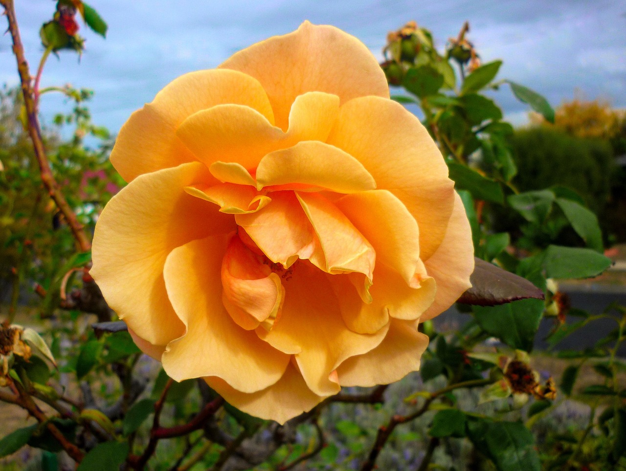 Fleur Flore Nature - Photo gratuite sur Pixabay - Pixabay