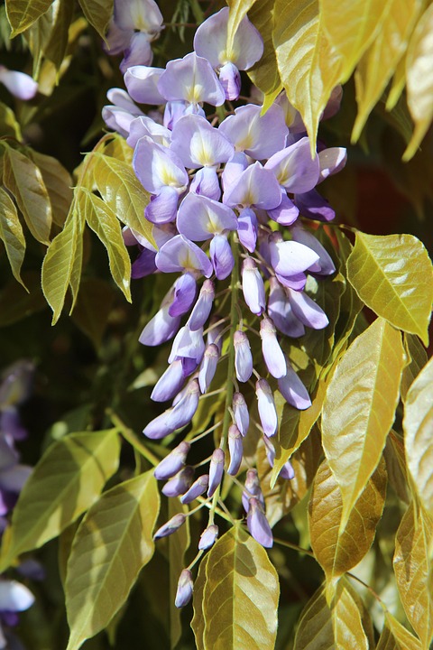 Glycine Printemps Plante Grimpante - Photo gratuite sur Pixabay - Pixabay