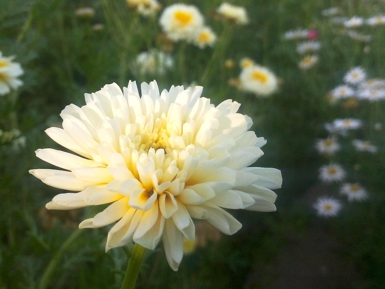 Blume Natur Flora - Kostenloses Foto auf Pixabay