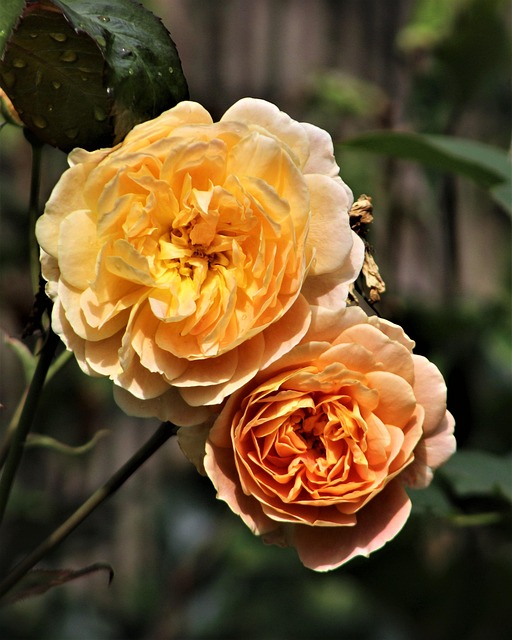Bunga Mawar Flora Daun - Foto gratis di Pixabay
