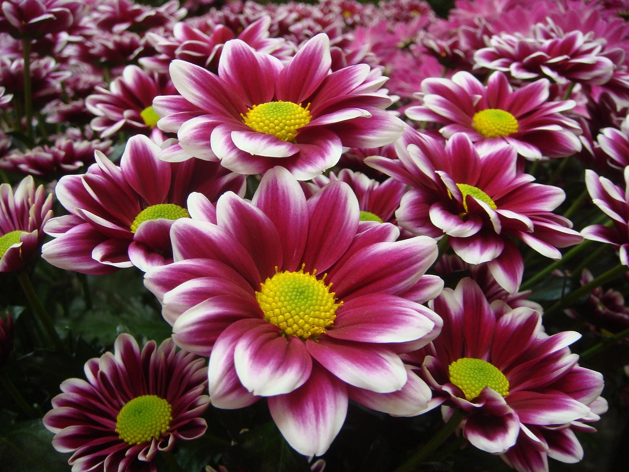 Flor Natureza Plantar - Foto gratuita no Pixabay - Pixabay