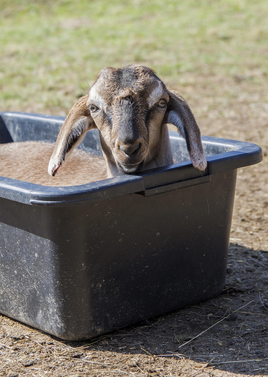 Chèvre Animal Cultiver De - Photo gratuite sur Pixabay - Pixabay