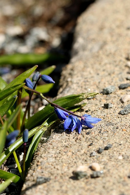 Nature Outdoors Flora - Free photo on Pixabay
