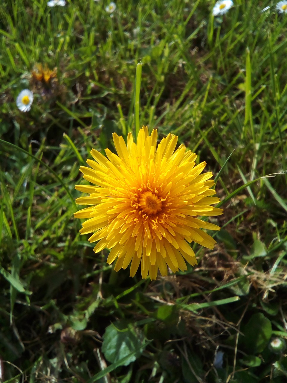 Nature Flore Fleur - Photo gratuite sur Pixabay - Pixabay