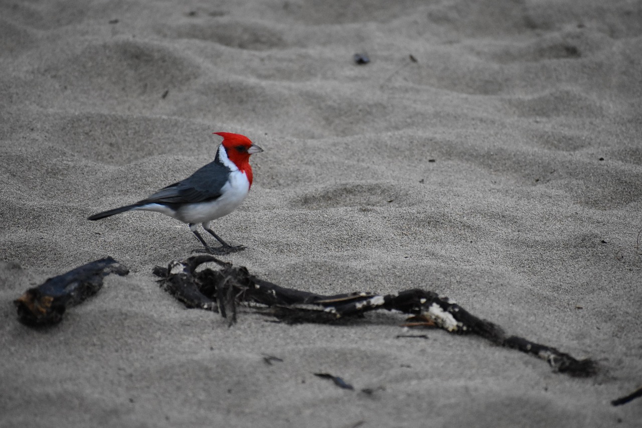 Bird Red-Crested Cardinal Hanalei - Free photo on Pixabay - Pixabay