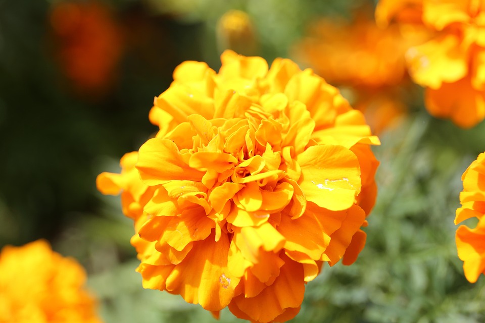 Flower Plant Nature - Free photo on Pixabay