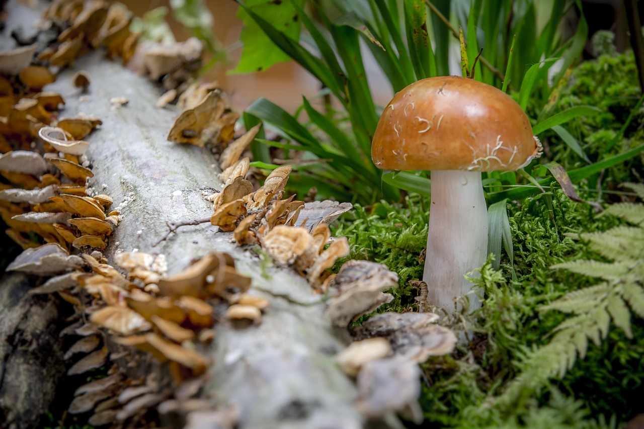 Mushroom Russula Butterfly Turkey - Free photo on Pixabay - Pixabay