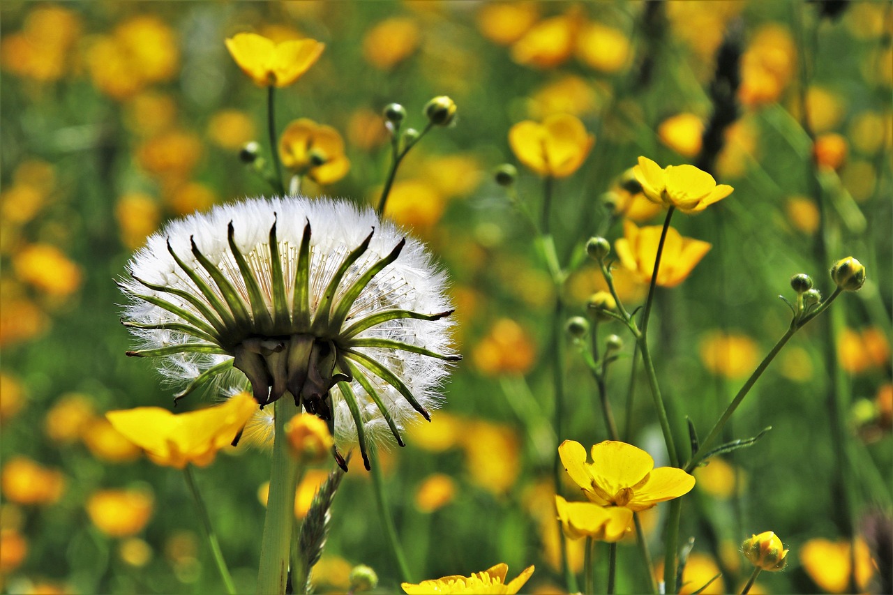 Dandelion Spring Nuns - Free photo on Pixabay - Pixabay