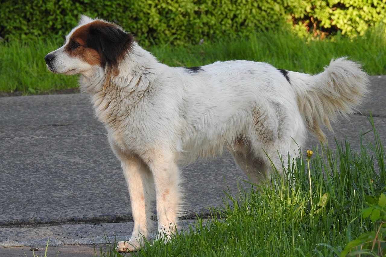 Domestic Dog Animals Mammals - Free photo on Pixabay - Pixabay
