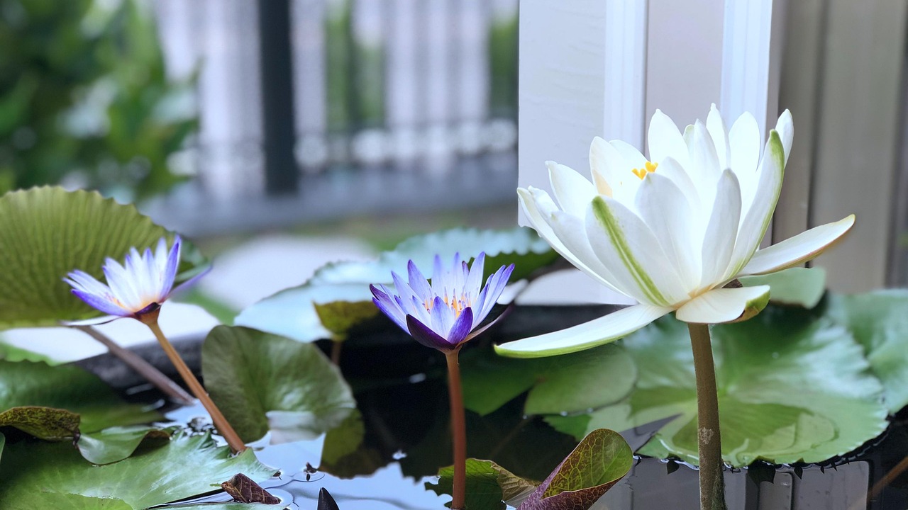 Bunga Tanaman Alam Lotus - Foto gratis di Pixabay - Pixabay