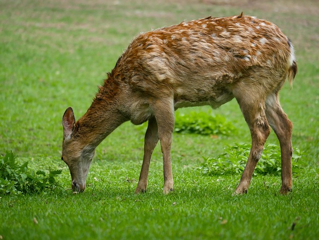 Animal Cerf Daim - Photo gratuite sur Pixabay - Pixabay