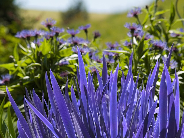 Nature Flower Plant - Free photo on Pixabay