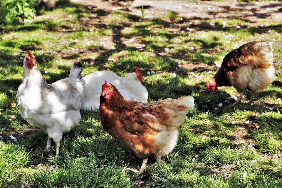 Poultry Birds Farm - Free photo on Pixabay