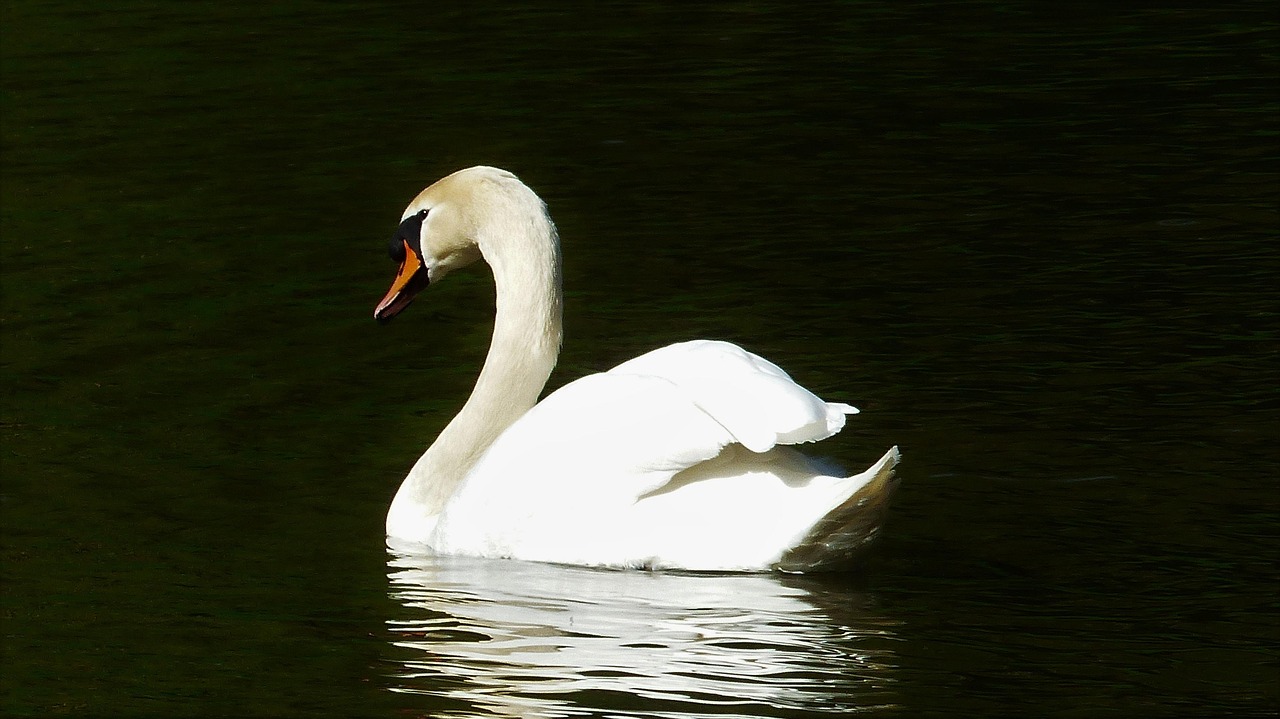 Bird Swan Body Of Water - Free photo on Pixabay