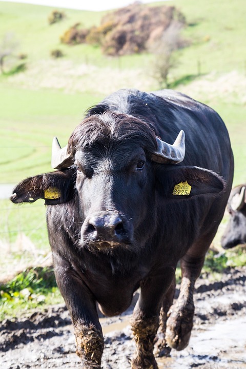 Animal Fazenda Gado - Foto gratuita no Pixabay - Pixabay