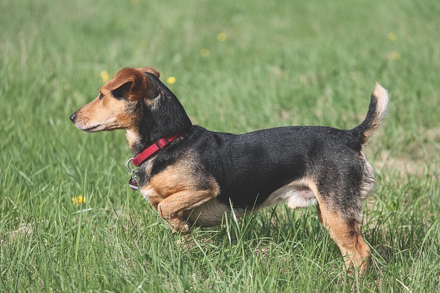 Perro Atento Divertida - Foto gratis en Pixabay