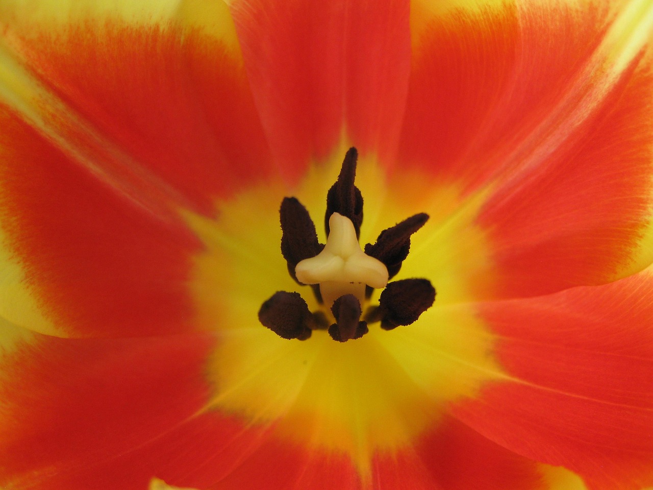 Tulip Candi Bunga Tulp Mekar - Foto gratis di Pixabay - Pixabay