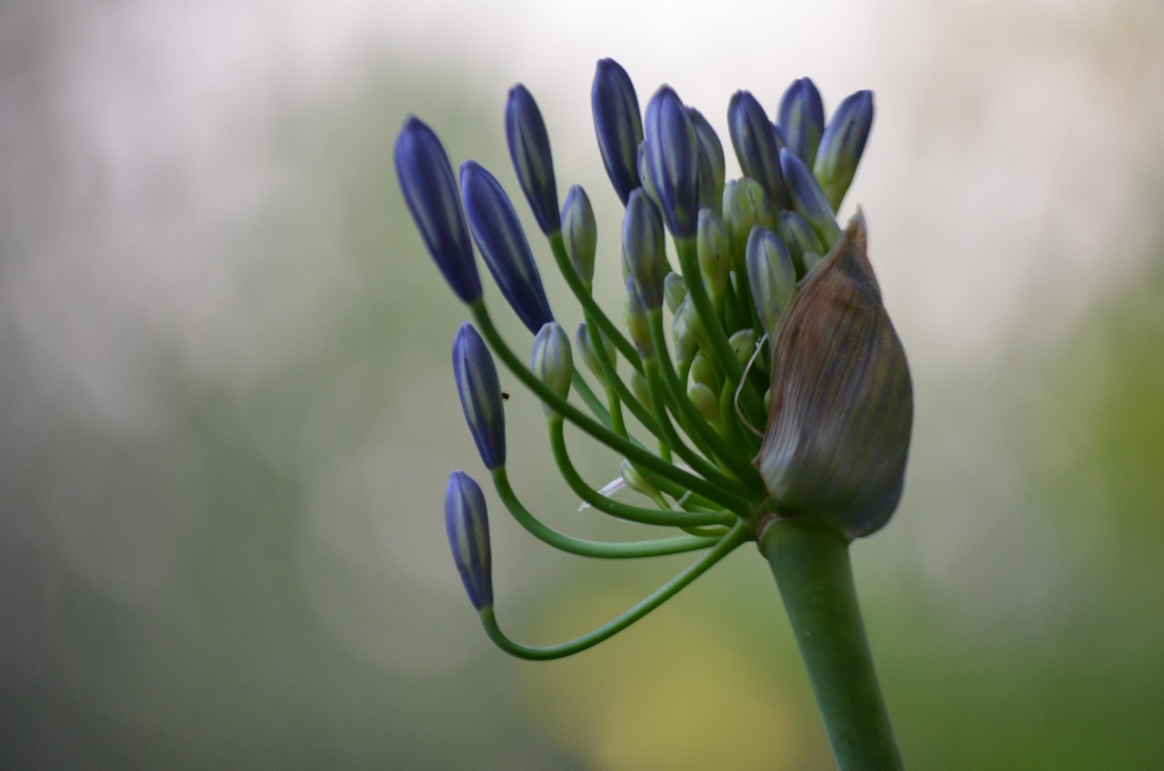 Nature Flower Flora - Free photo on Pixabay