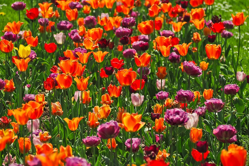 Fleur Plantes Jardin · Photo gratuite sur Pixabay