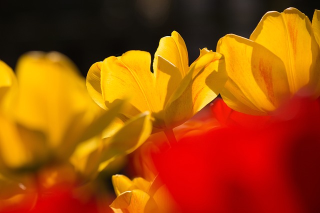 Flower Nature Plant - Free photo on Pixabay - Pixabay