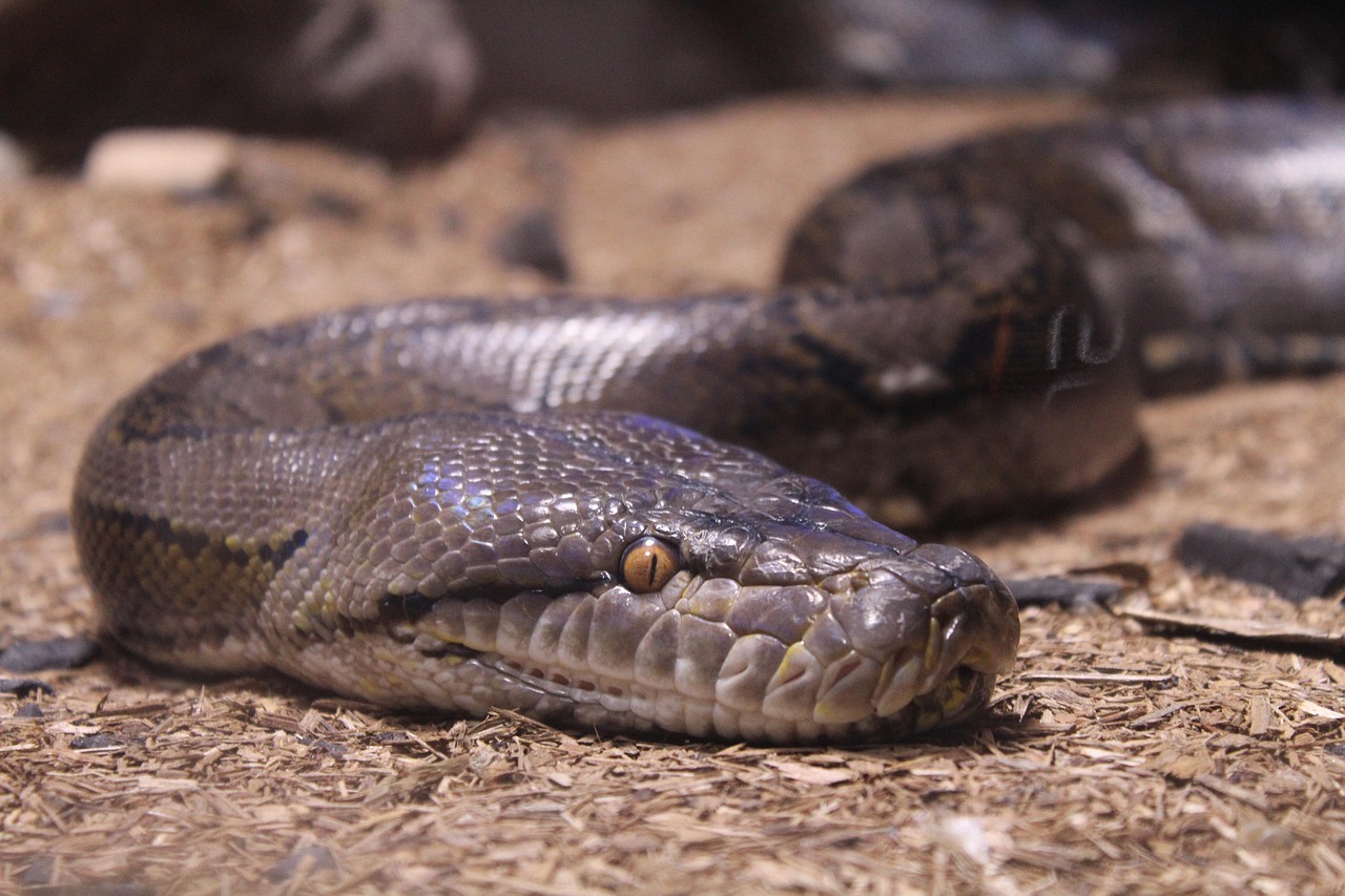 80,000+ Free Brown Snake & Snake Images - Pixabay