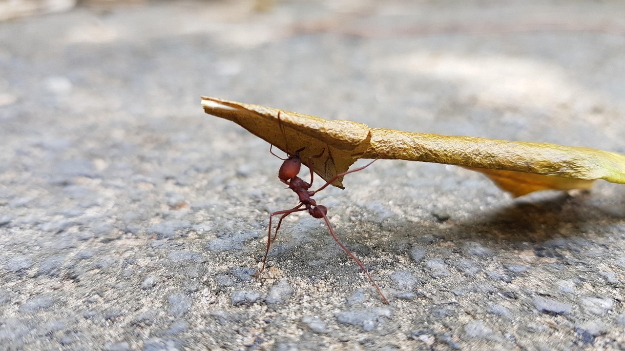 Nature Ant - Free photo on Pixabay - Pixabay