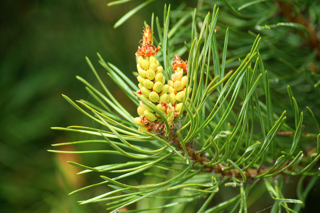 Pine Flowering Spring - Free photo on Pixabay - Pixabay