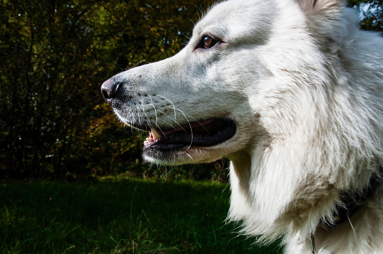 Perro Mamífero Animal - Foto gratis en Pixabay - Pixabay
