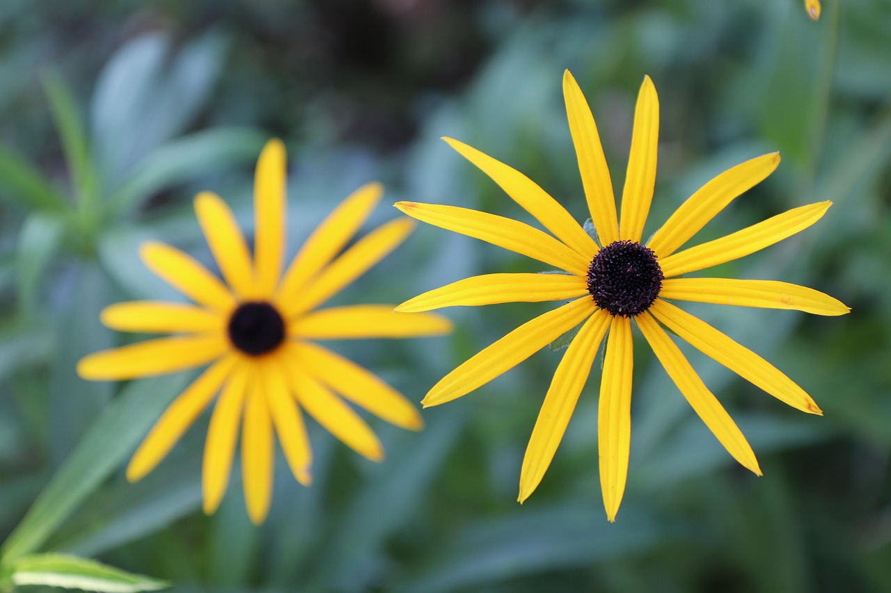 Kuning Bunga Tanaman - Foto gratis di Pixabay - Pixabay