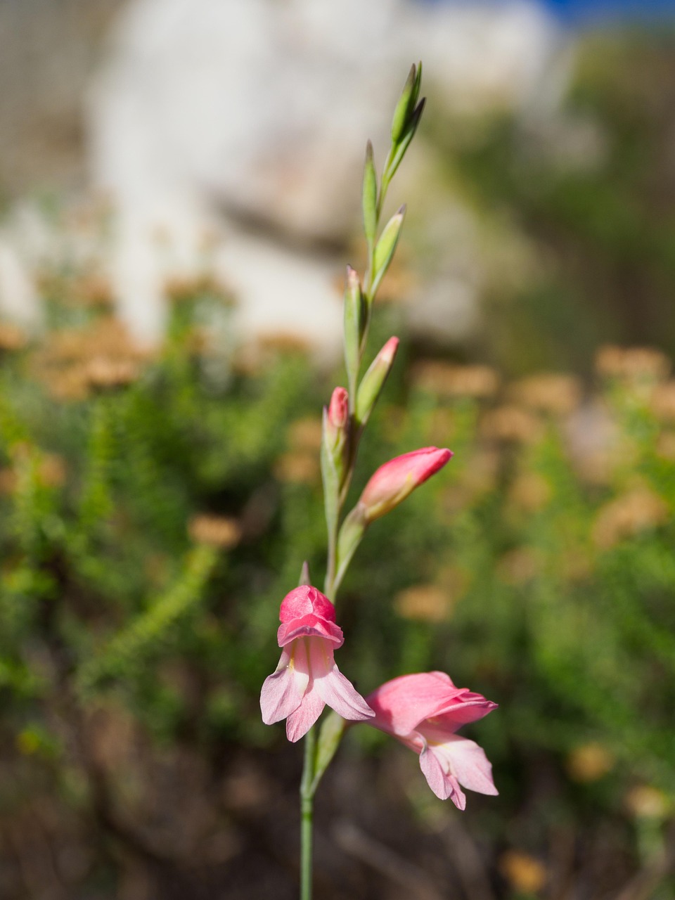 Cap Fynbos Fleurs Rose - Photo gratuite sur Pixabay - Pixabay