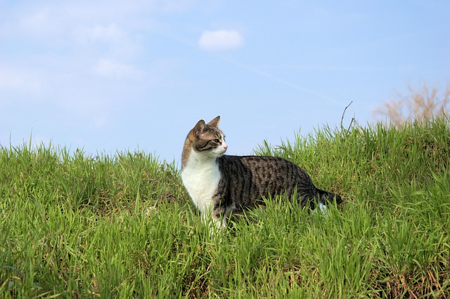 Natur Katze Tiere - Kostenloses Foto auf Pixabay - Pixabay
