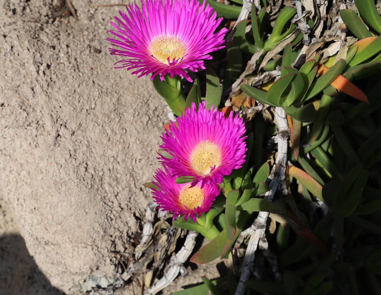 Plantar Natureza Flor - Foto gratuita no Pixabay - Pixabay
