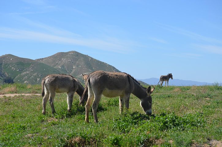 20+ Free Wild Burro & Burro Images - Pixabay