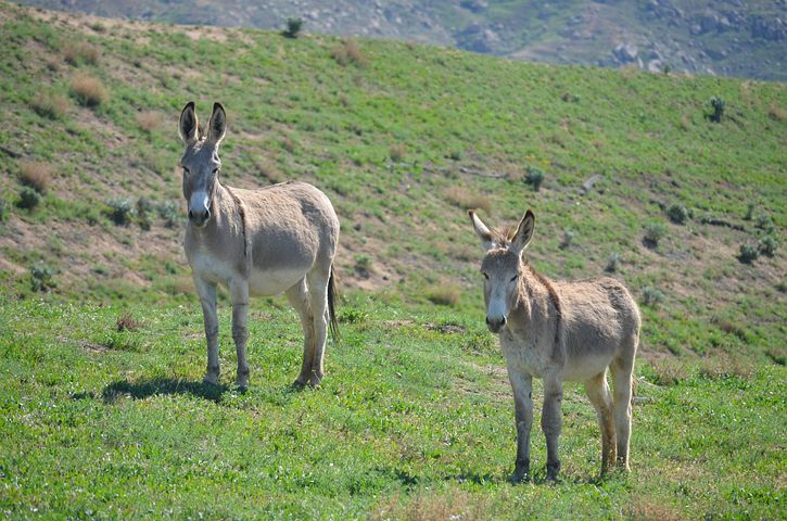 20+ Free Wild Burro & Burro Images - Pixabay