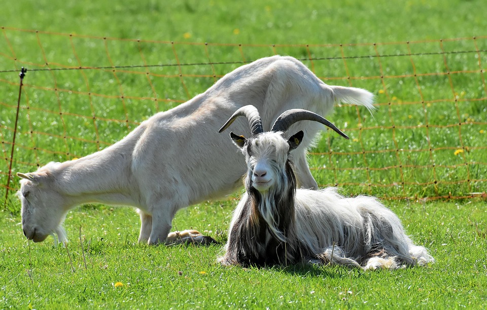 Billy Goat Goats Animal Farm - Free photo on Pixabay