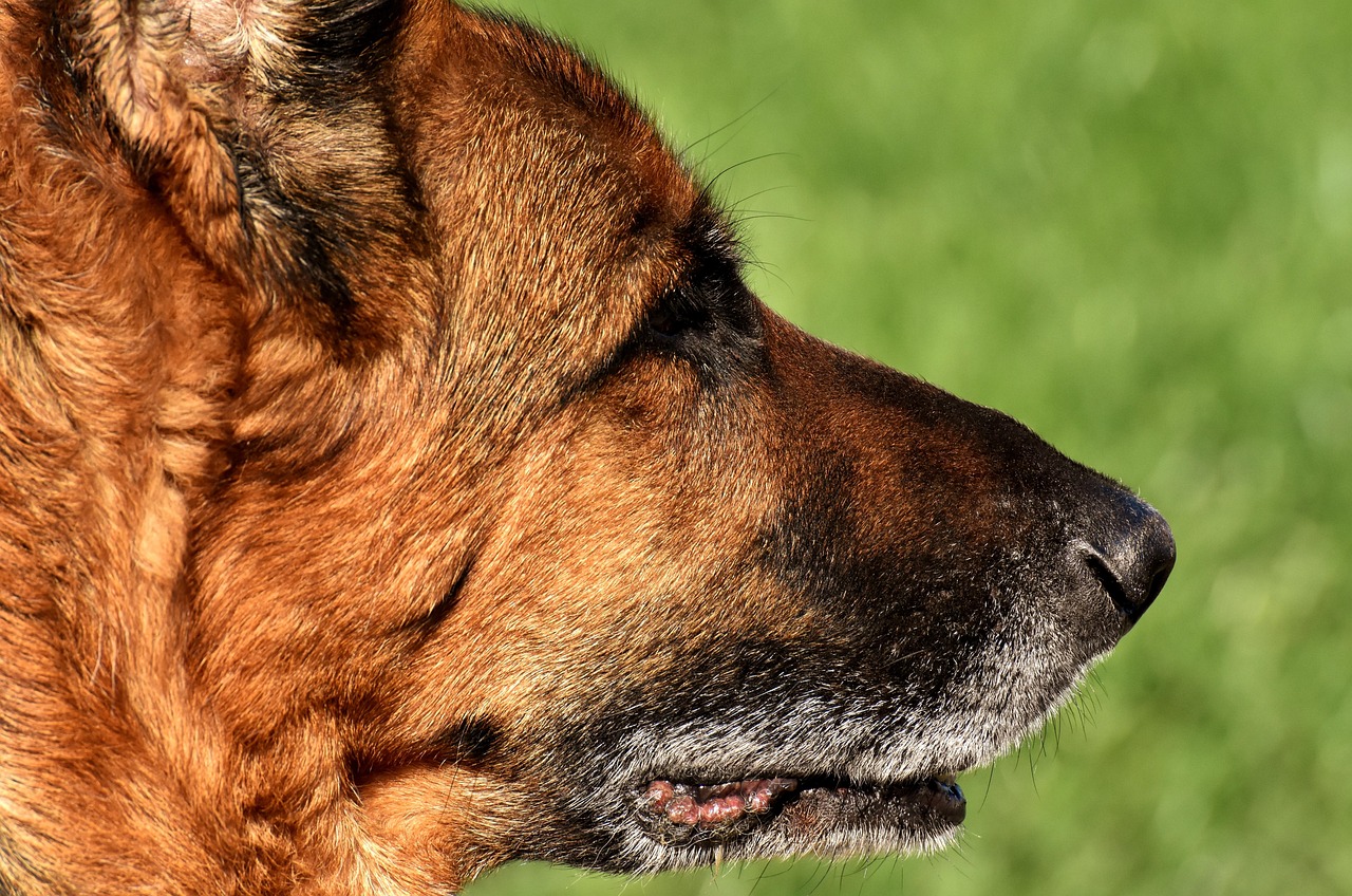 90+ Free Good Shepherd & Dog Images - Pixabay
