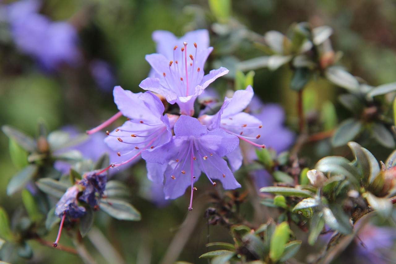 1,000+ Free Azaleas & Nature Images - Pixabay