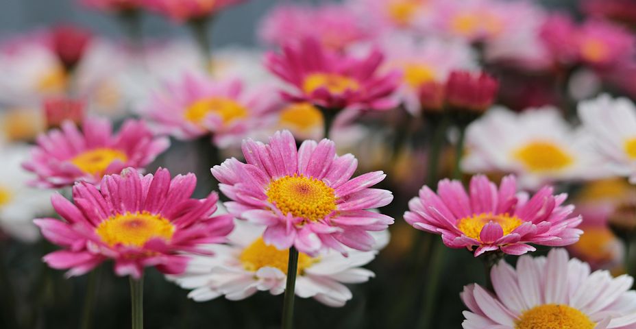 30.000+ kostenlose Floral und Blumen-Bilder - Pixabay