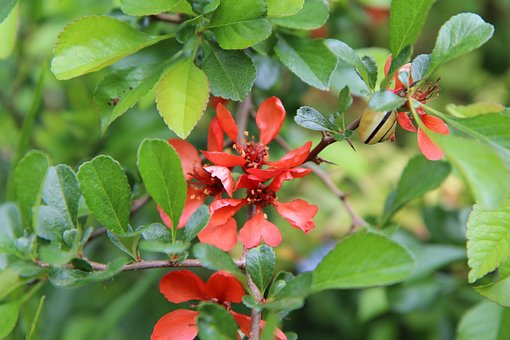 10+ Free Japanese Apple & Malus Floribunda Images - Pixabay