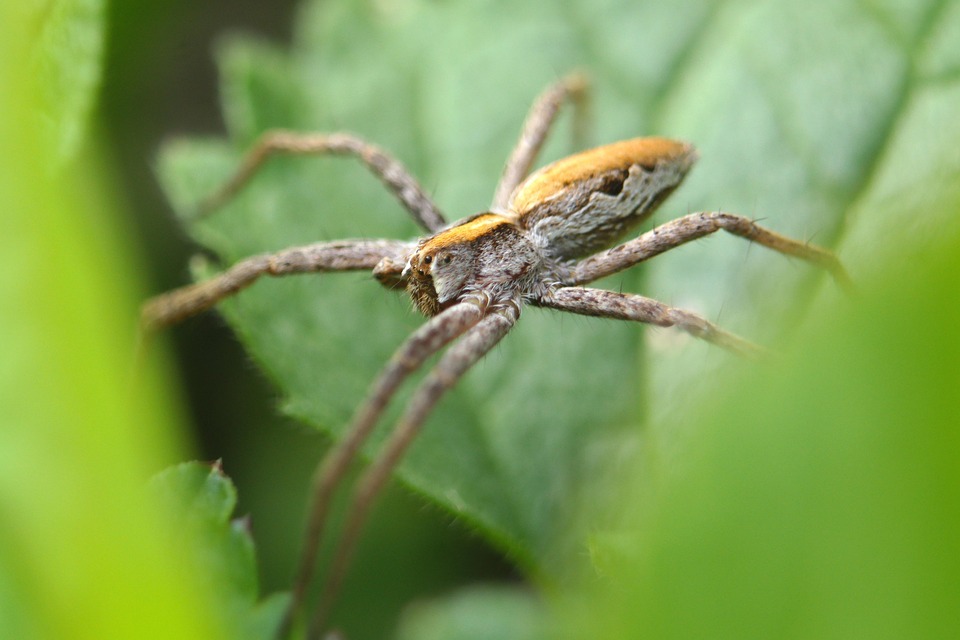 Insect Spider Nature - Free photo on Pixabay