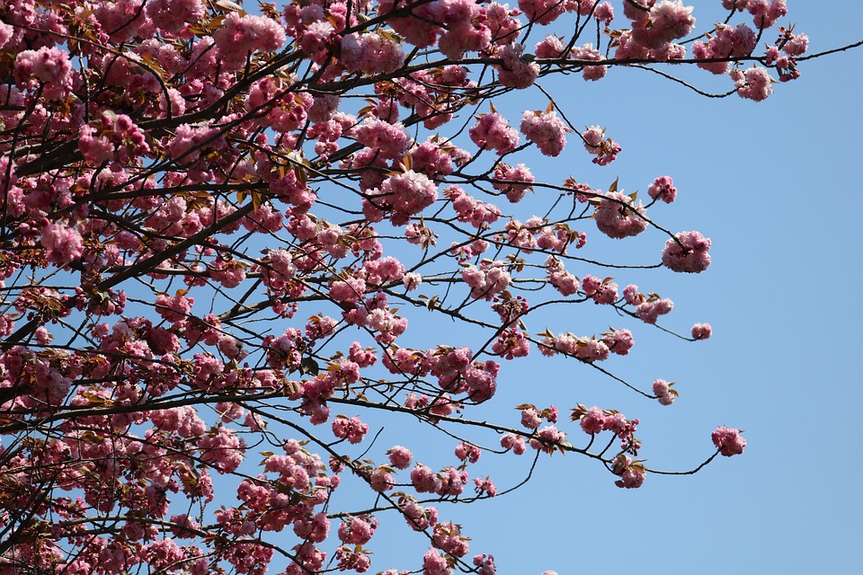 Zweig Baum Blauer Himmel - Kostenloses Foto auf Pixabay